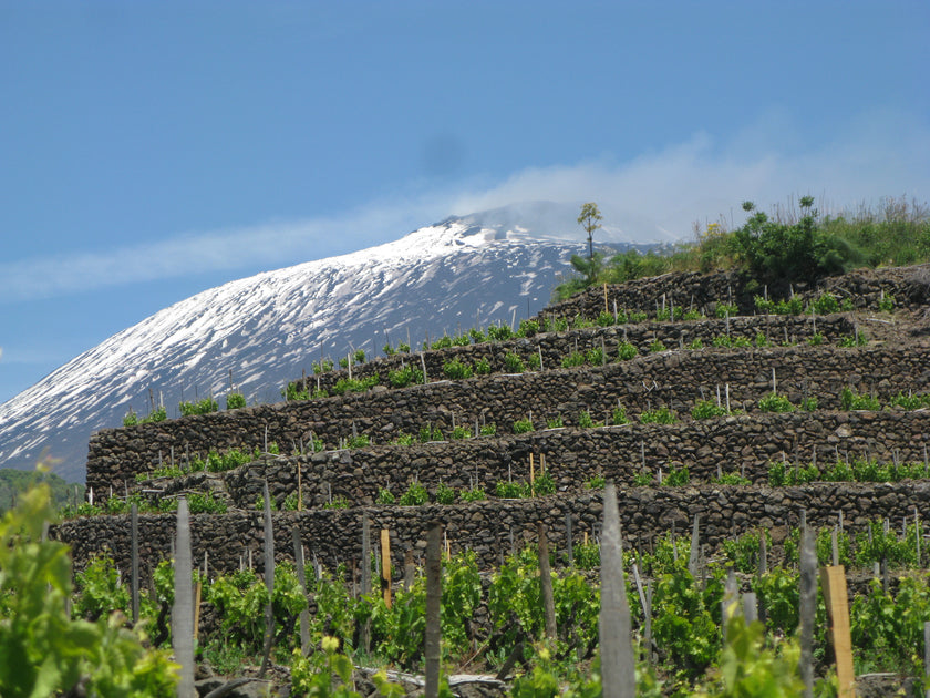 Giulia Monteleone I unieke wijnen van de Etna